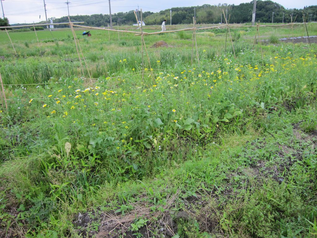 Kawaguchi Style Natural Farming is More Common Than Fukuoka Style ...