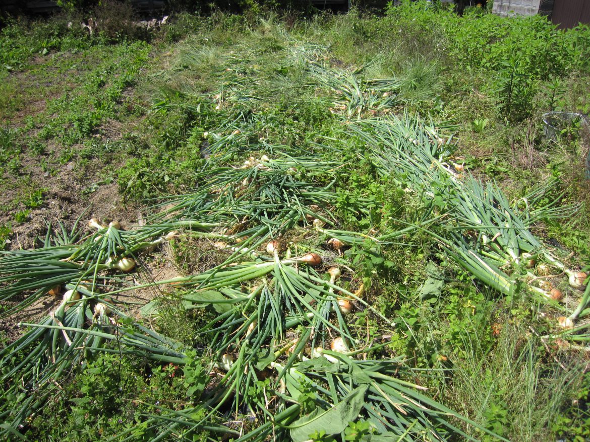 Onion Harvesting | The Ikigai Diet