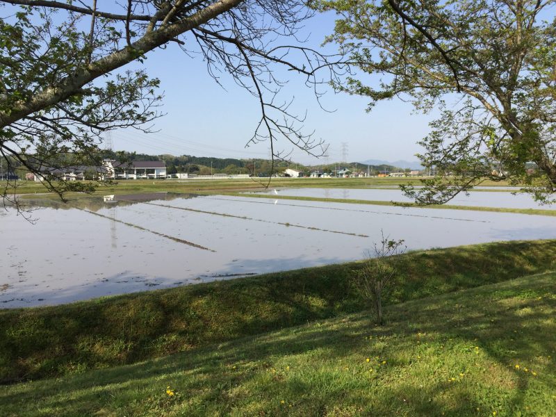 Satoyama Nordic Walking along Water-filled Rice Paddies | The Ikigai Diet