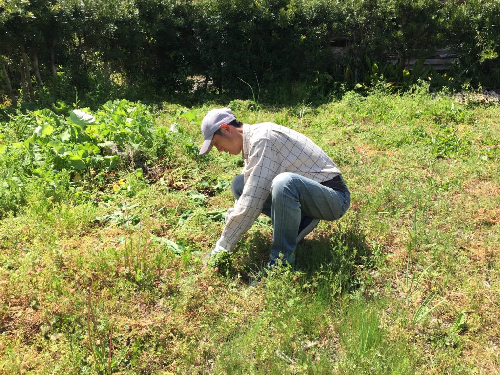 Japanese Blue Zones Exercises The Ikigai Diet