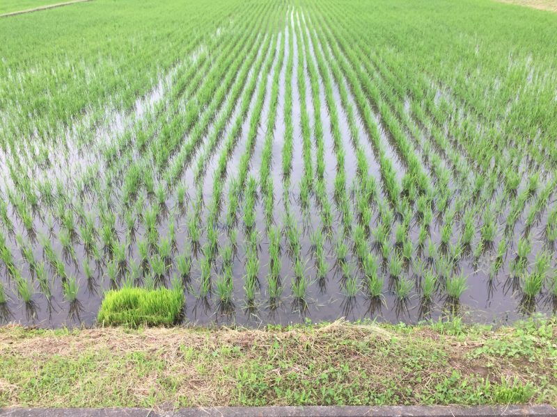 The Water is Back in the Rice Paddies | The Ikigai Diet