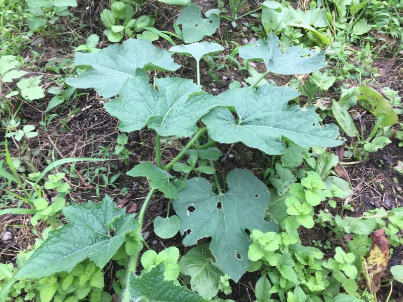 A Wild Pumpkin in My Vegetable Garden? | The Ikigai Diet