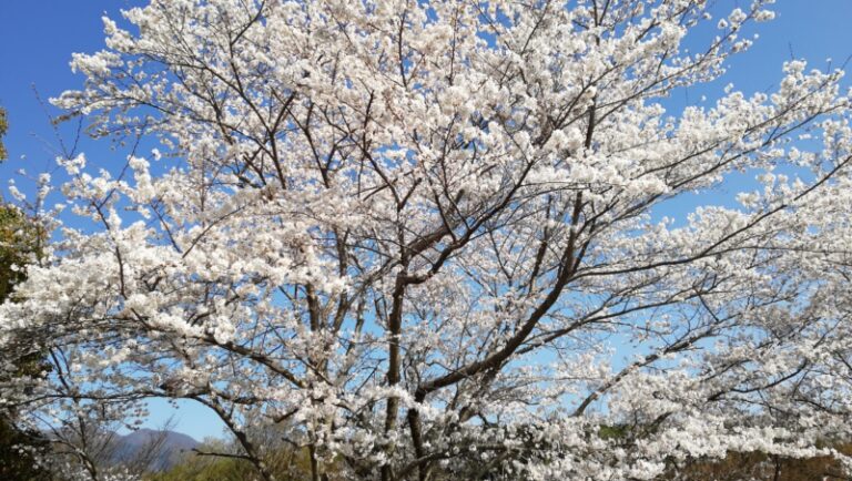Cherry Blossoms and Ima Iwai: A Japanese Secret to Longevity | The ...