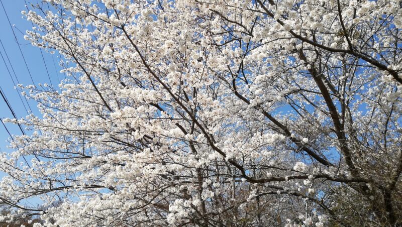 Cherry Blossoms and Ima Iwai: A Japanese Secret to Longevity | The ...