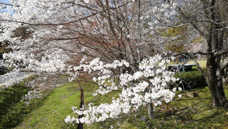 Cherry Blossoms and Ima Iwai: A Japanese Secret to Longevity | The ...