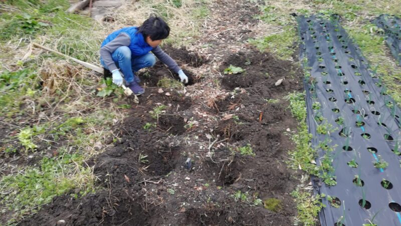 Potato Planting before the Spring Equinox | The Ikigai Diet