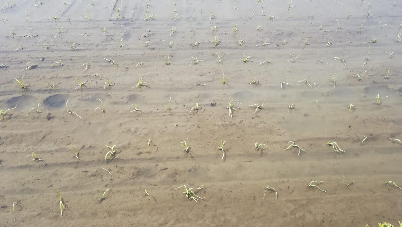 Taue, the Golden Week, and Matsuri | The Ikigai Diet