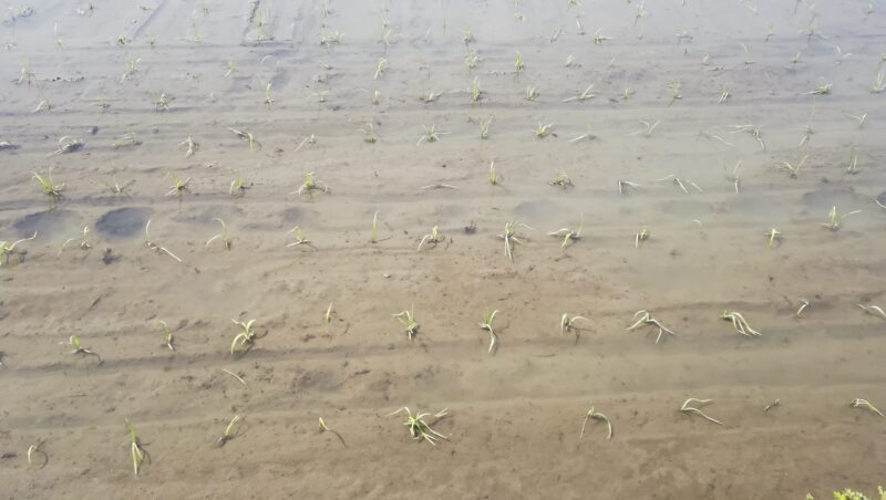 Taue, the Golden Week, and Matsuri | The Ikigai Diet