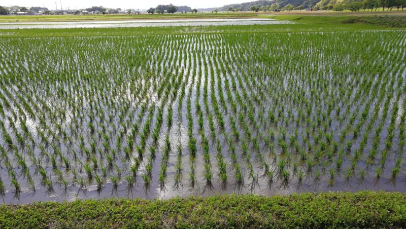 Intermittent Fasting Made Easy: The Flexibility Factor in Biohacking ...