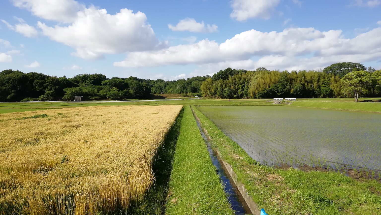 The Summer Solstice and the Contrast of Wheat and Rice | The Ikigai Diet