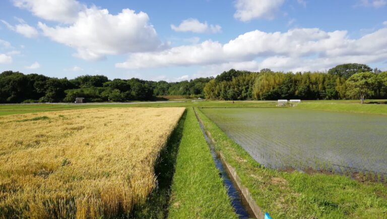 The Summer Solstice and the Contrast of Wheat and Rice | The Ikigai Diet